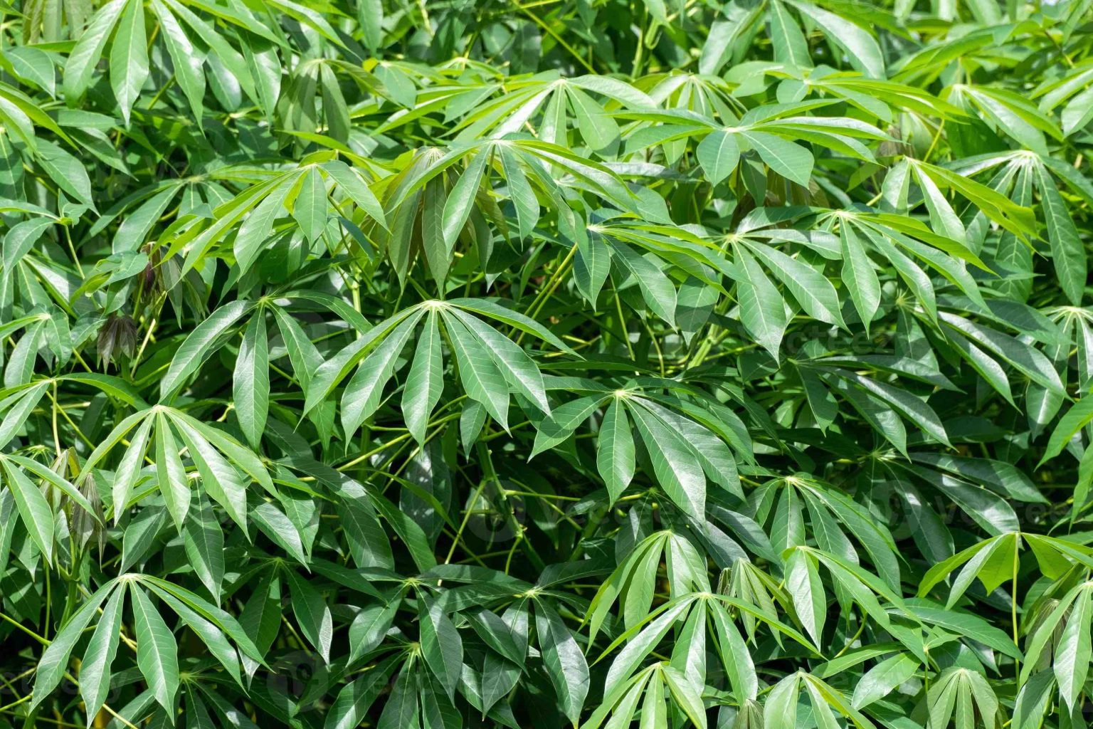 Matapa: o prato tradicional que simboliza a identidade e a união de ...