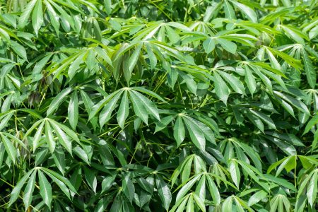 Matapa: o prato tradicional que simboliza a identidade e a união de ...